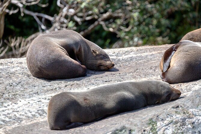 Milford Sound Extended Cruise with Southern Discoveries - The Sum Up: Is This Tour for You?