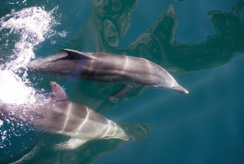 Milford Sound: Nature Cruise - Grand Views & Optional Lunch - Breaking Down the Itinerary