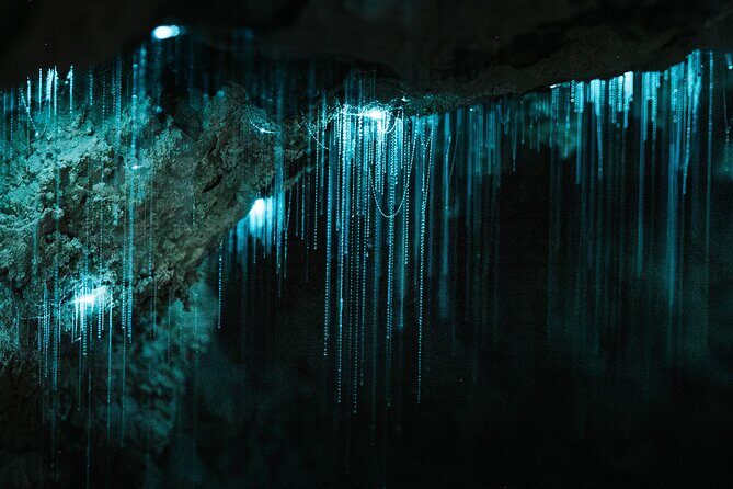 Milky Way Glowworm Cave Tour - A Closer Look at the Milky Way Glowworm Cave Tour