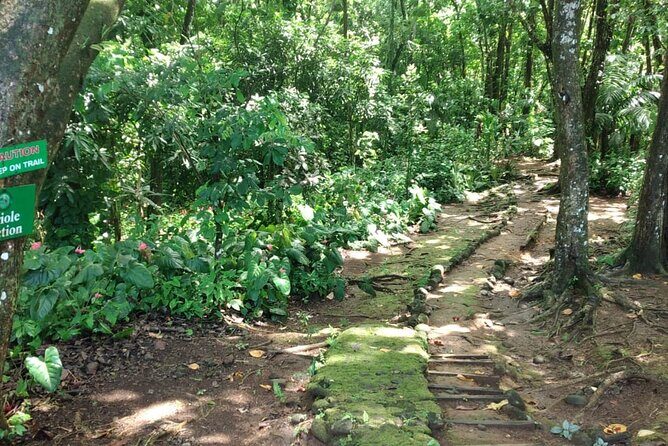 Millet Rainforest Hiking Experience - In-Depth Look at the Millet Rainforest Hiking Experience