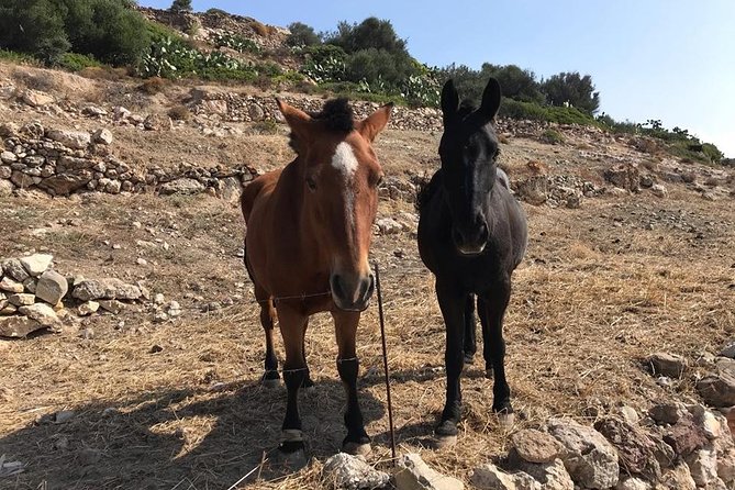 Milos Experience Daily Kimolos Road Trip - Is It Worth the Price?