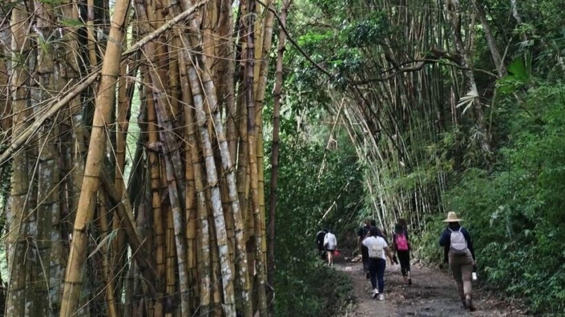 Minca: Hidden Waterfall + Coffee and Cocoa Workshop - Who Would Love This Tour?