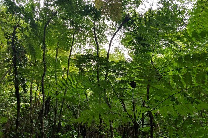 Mindfulness Rainforest Hike, Forest Bathing, Volcanic Hot Springs - FAQs