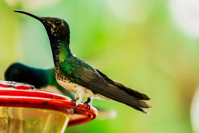 Mindo Cloud Forest - Nature & Birds - Personalized Day Trip - Soaring Through the Canopy Ziplines