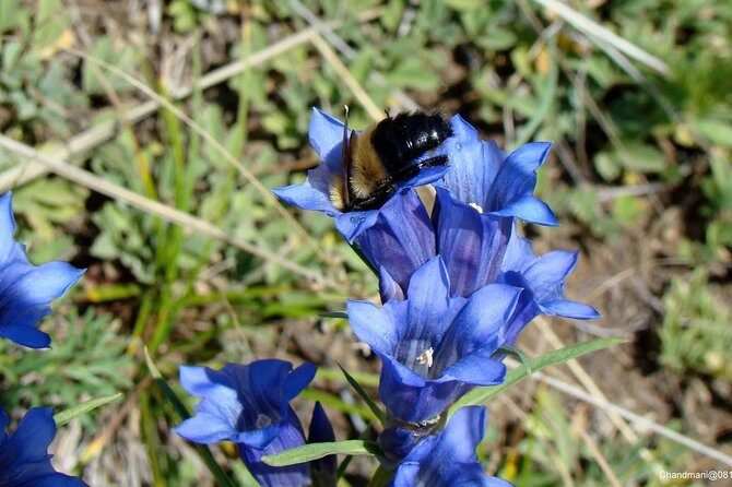 Mini Gobi and the ancient capital Kharkhorin - 4 days - Authentic Experiences That Make a Difference