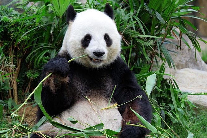 Mini Group: One-Day Panda and Chengdu Lifestyle Highlights Tour - A Closer Look at the Itinerary