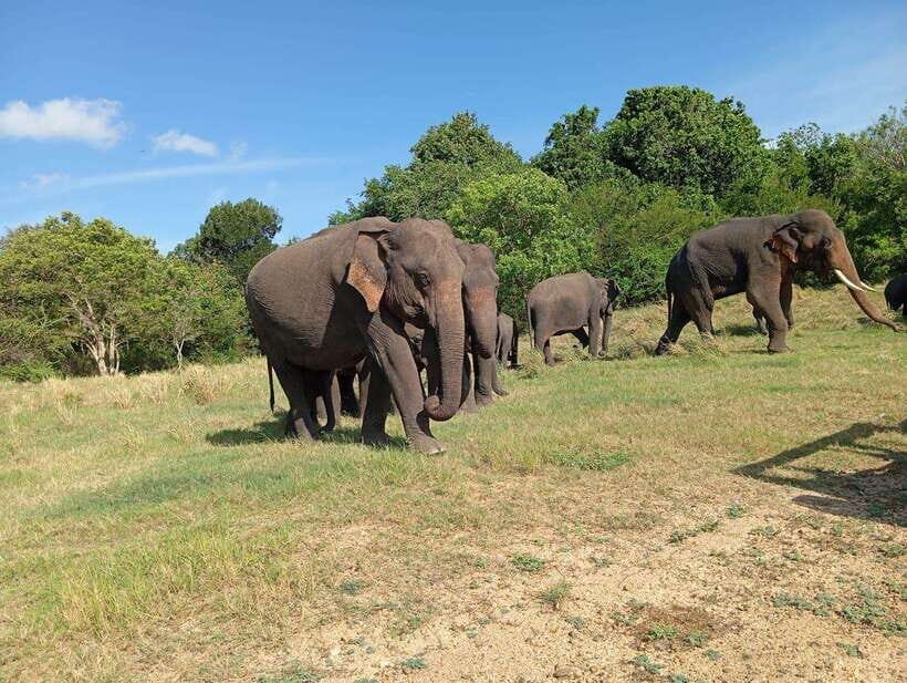 Minneriya: Elephant Safari at Minneriya Park - Hotel Pickup - Minneriya: Elephant Safari at Minneriya Park - Hotel Pickup