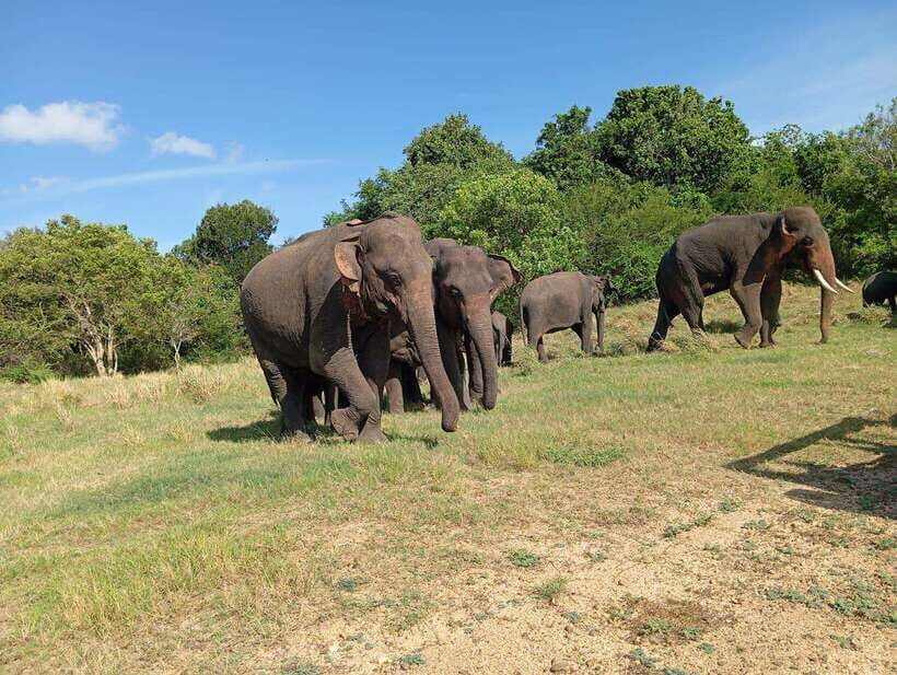 Minneriya: Elephant Safari at Minneriya Park - Hotel Pickup - Who Will Love This Tour?
