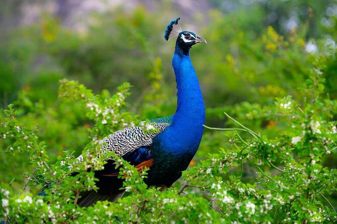 Minneriya Elephant Safari Drive From Trincomalee - The Experience in Detail