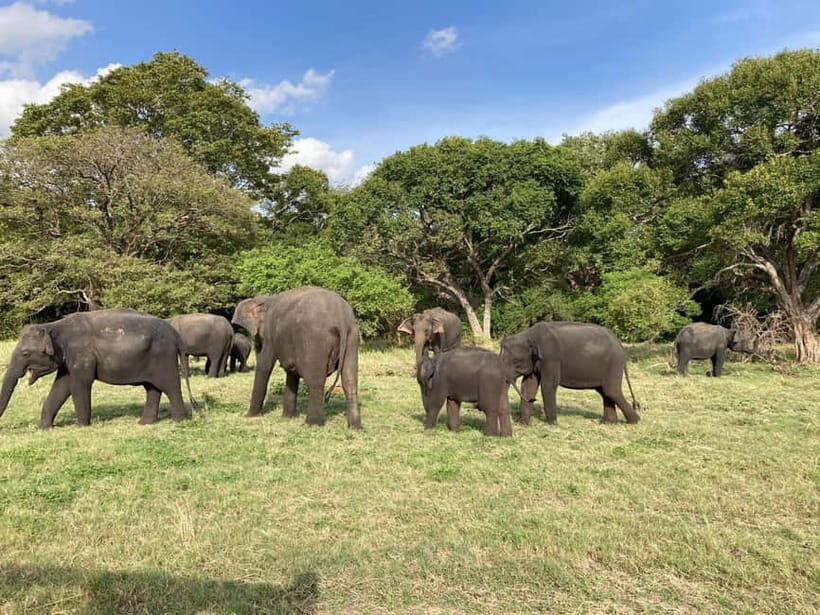 Minneriya Elephant Safari & Polonnaruwa Ancient Place Tours - FAQ: Common Questions About the Tour