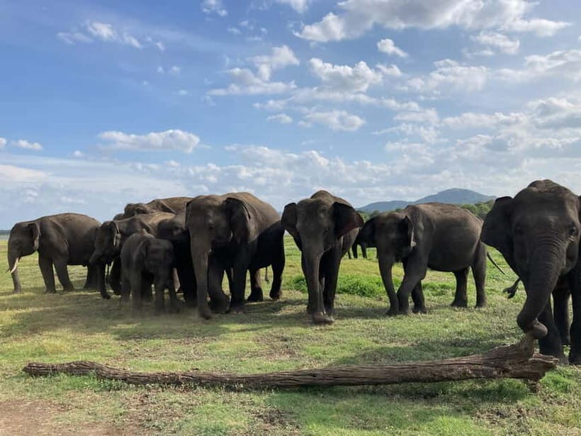 Minneriya Elephant Safari & Polonnaruwa Ancient Place Tours - Final Thoughts