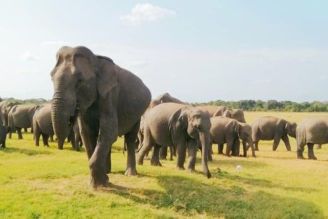 Minneriya Elephant Safari With Sigiriya Rock & Dambulla Cave Temples (Full Day) - A Deep Dive into the Tour Experience