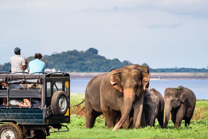 Minneriya Elephant Safari wth Sigiriya & Dambulla Cave Temples Full Day Tour - The Sum Up