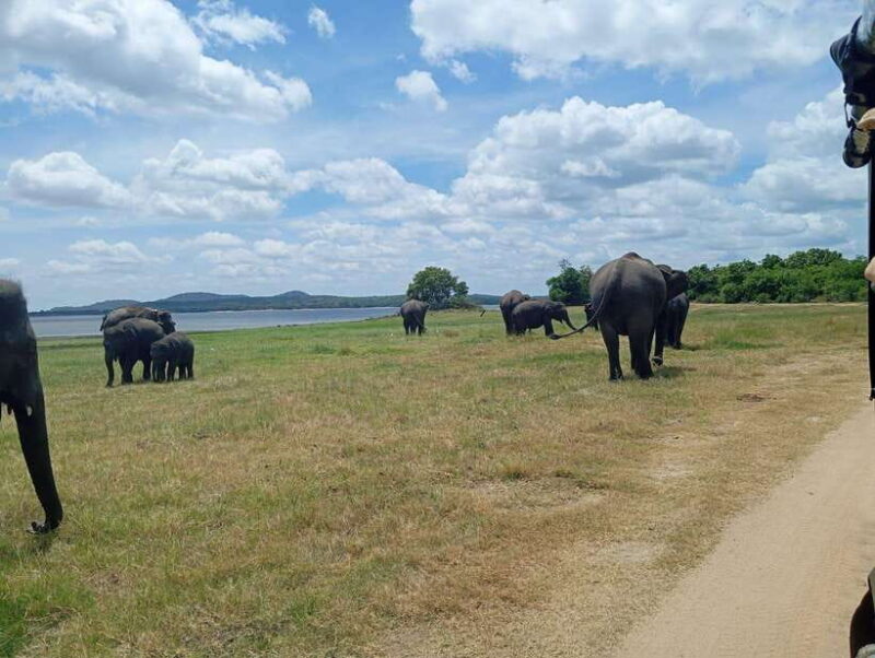 Minneriya: Half-Day Morning or Evening Jeep Safari - What to Expect During the Safari