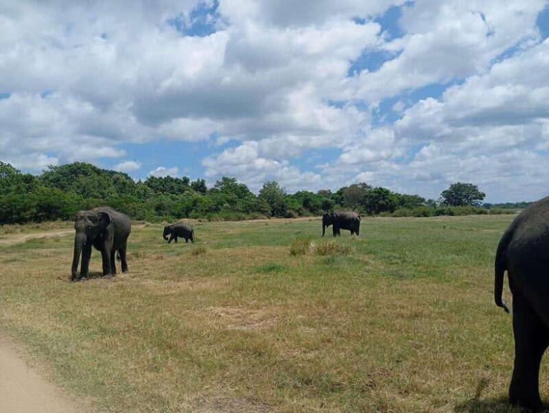 Minneriya: Half-Day Morning or Evening Jeep Safari - Pricing and Value