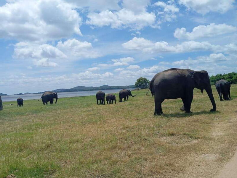 Minneriya: Half-Day Morning or Evening Jeep Safari - Final Thoughts