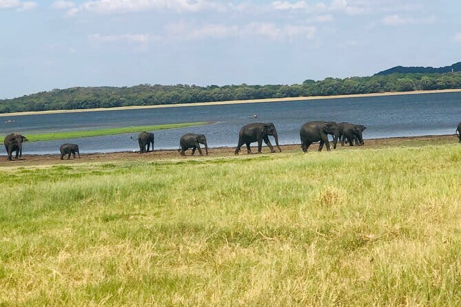 Minneriya half day tour - What Makes This Tour Stand Out?