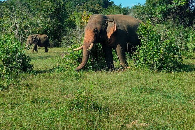 Minneriya half day tour - The Sum Up: Is This Tour Right for You?