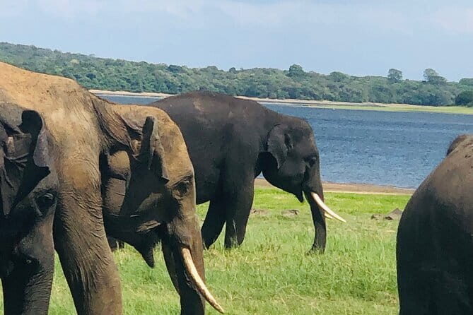 Minneriya half day tour - Frequently Asked Questions