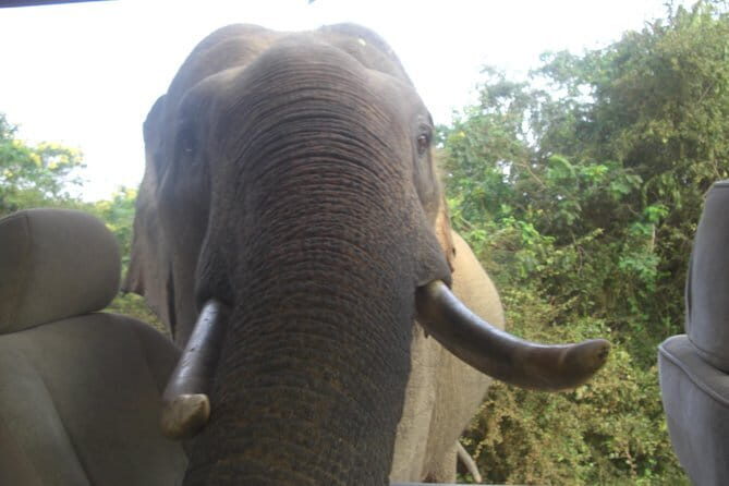 Minneriya Jeep Safari from Habarana Hotels - An overview of the safari experience