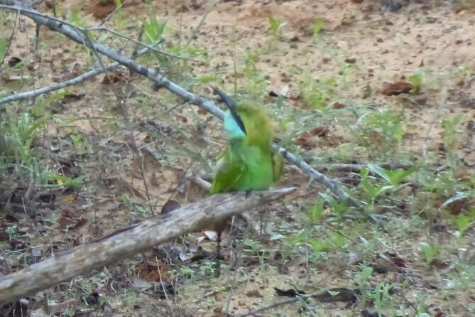 Minneriya Jeep Safari from Habarana Hotels - FAQs about the Minneriya Jeep Safari