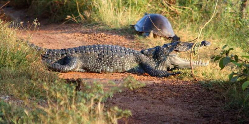 Minneriya: Jeep Safari From Trincomalee - Breaking Down the Itinerary