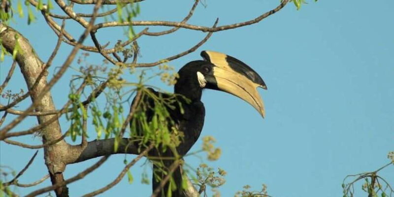 Minneriya: Jeep Safari From Trincomalee - Authentic Experiences and the Reviews