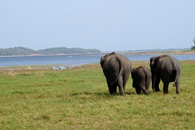 Minneriya / Kaudulla National Park Jeep Safari - An Overview of the Safari Experience