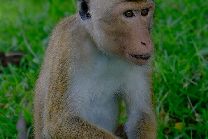 Minneriya / Kaudulla National Park Jeep Safari - Final Thoughts: Who is This Tour Best For?