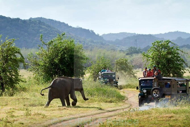 Minneriya/Kaudulla or Hurulu Eco Park Jeep Safari including Entrance Fee - Key Points