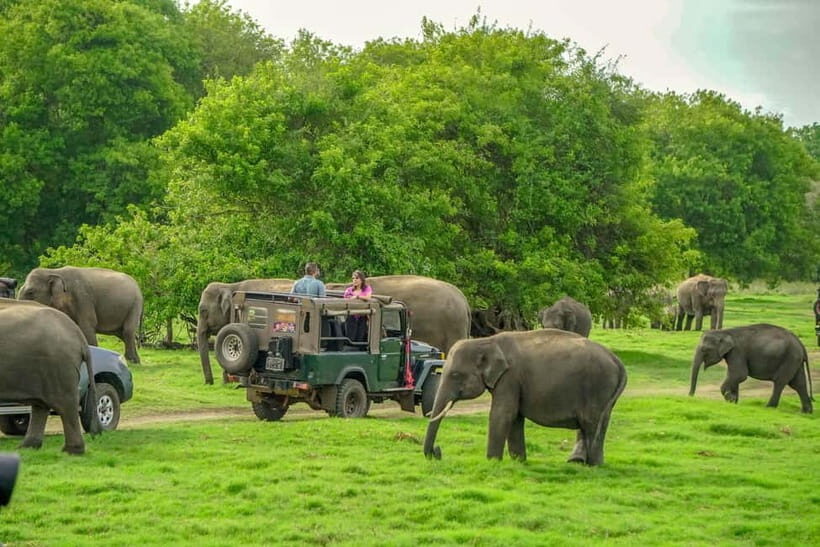 Minneriya: Minneriya National Park Half Day Private Safari - Key Points