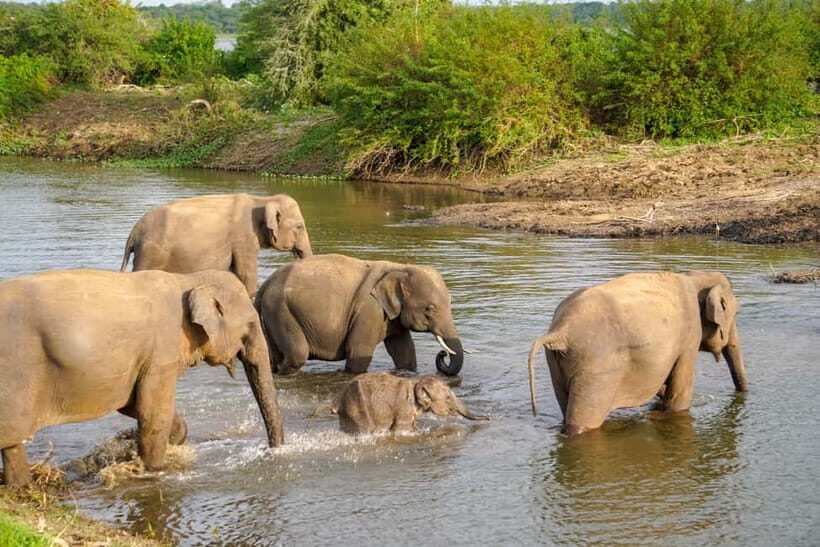 Minneriya: Minneriya National Park Half Day Private Safari - A Detailed Look at What to Expect