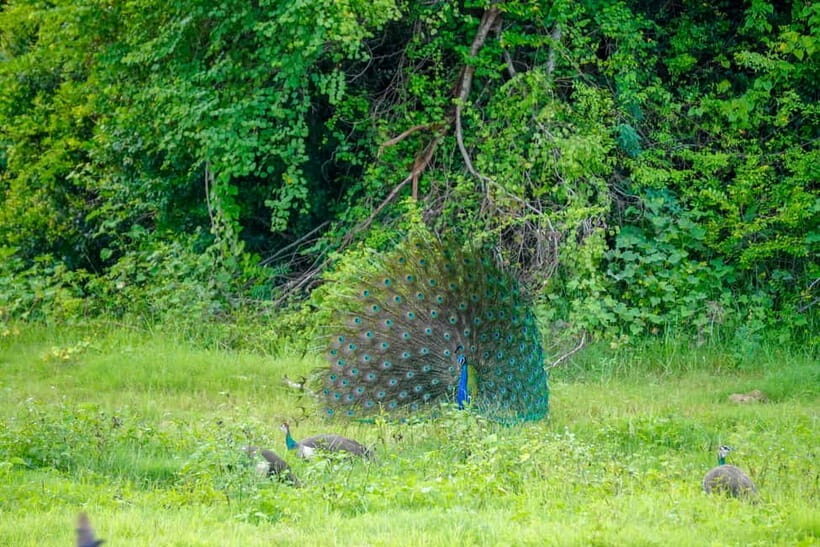 Minneriya: Minneriya National Park Half Day Private Safari - Final Thoughts