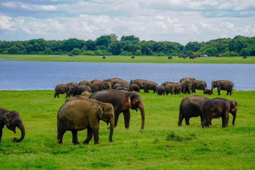 Minneriya: Minneriya National Park Private Elephant Safari - Practical Tips for Your Safari