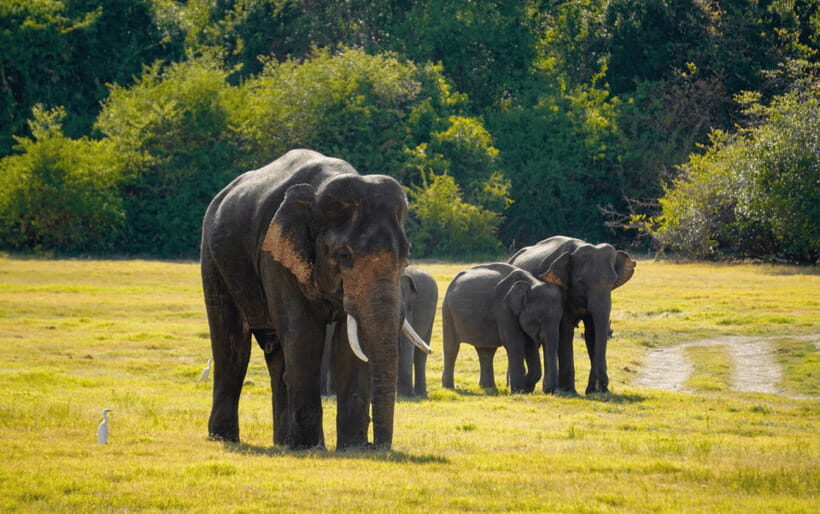 Minneriya: Minneriya National Park Private Elephant Safari - Who Should Consider This Experience?