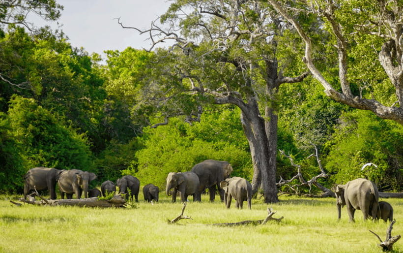 Minneriya: Minneriya National Park Private Elephant Safari - FAQ