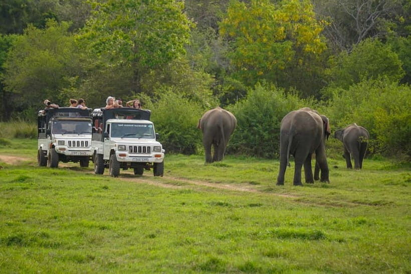 Minneriya: Minneriya National Park Private Evening Safari - An In-Depth Look at the Minneriya Evening Safari