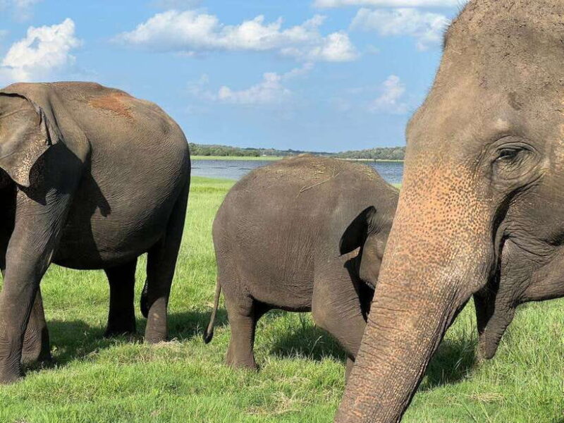 Minneriya: Minneriya National Park Private Jeep Safari - FAQ