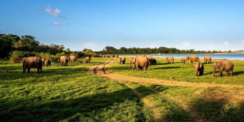 Minneriya: Minneriya National Park Private Safari - Key Points