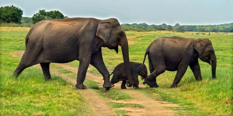 Minneriya: Minneriya National Park Private Safari - How the Tour Fits into Your Itinerary