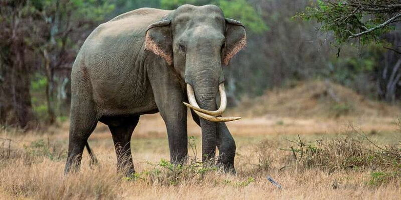 Minneriya: Minneriya National Park Private Safari - The Experience from Reviews