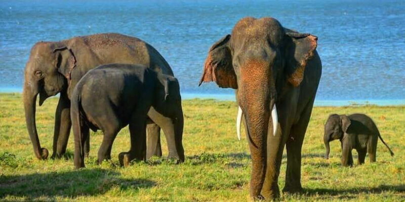 Minneriya: Minneriya National Park Private Wildlife Tour - Discover the Majesty of Minneriya National Park: A Safari Review