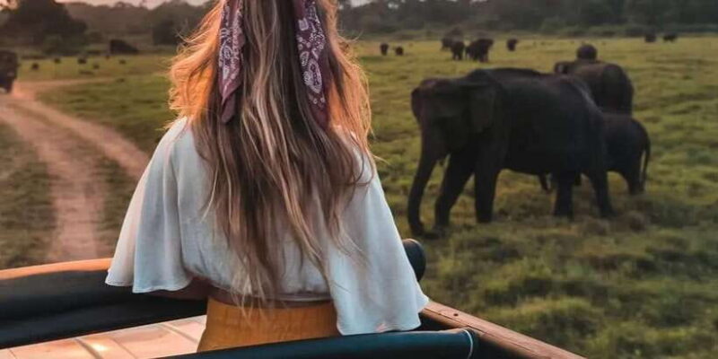 Minneriya: Minneriya National Park Private Wildlife Tour - The Itinerary: What to Expect During Your 3.5 Hours