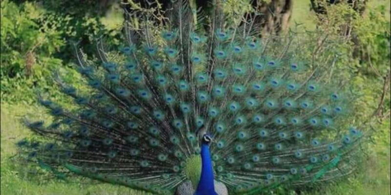 Minneriya: Minneriya National Park Private Wildlife Tour - The Practical Details: Price, Duration, and What’s Included