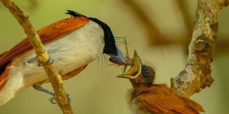 Minneriya: Minneriya National Park Private Wildlife Tour - Authentic Experiences Confirmed by Visitors