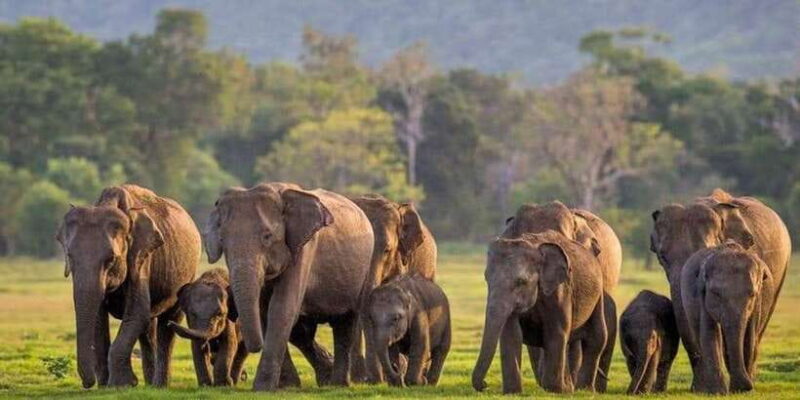 Minneriya: Minneriya National Park Private Wildlife Tour - Who Will Love This Tour?