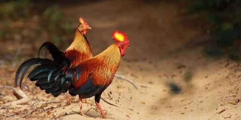 Minneriya: Minneriya National Park Private Wildlife Tour - Final Thoughts