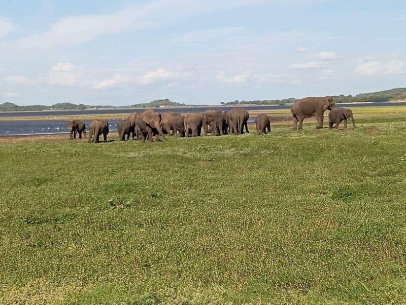 Minneriya: Morning Jeep Safari with Hotel Pickup and Drop-of - The Itinerary Breakdown