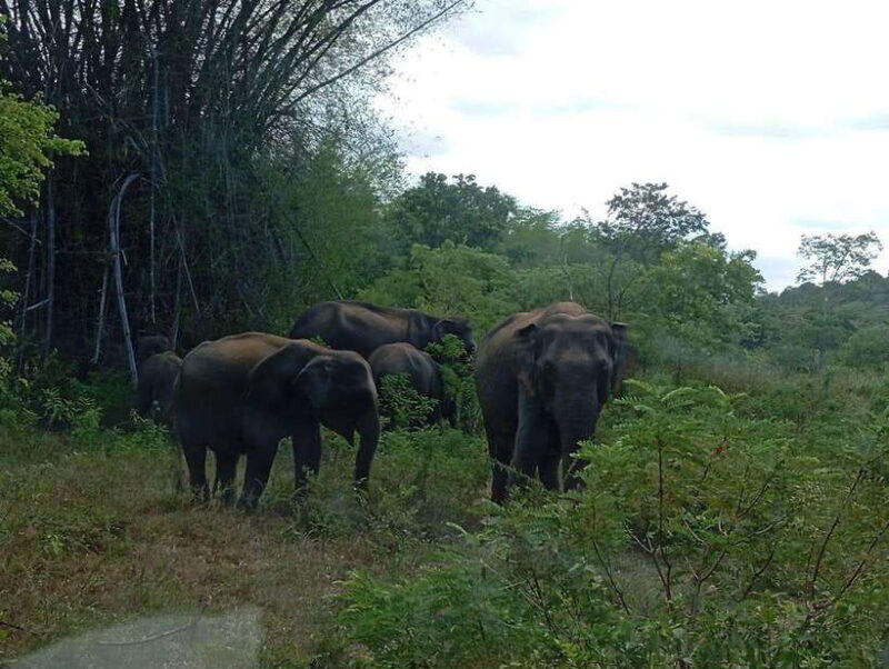 Minneriya: Morning Jeep Safari with Hotel Pickup and Drop-of - Final Thoughts