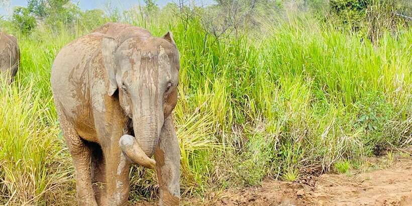Minneriya National Park 4x4 jeep Safari Include Entrance Fee - Key Points